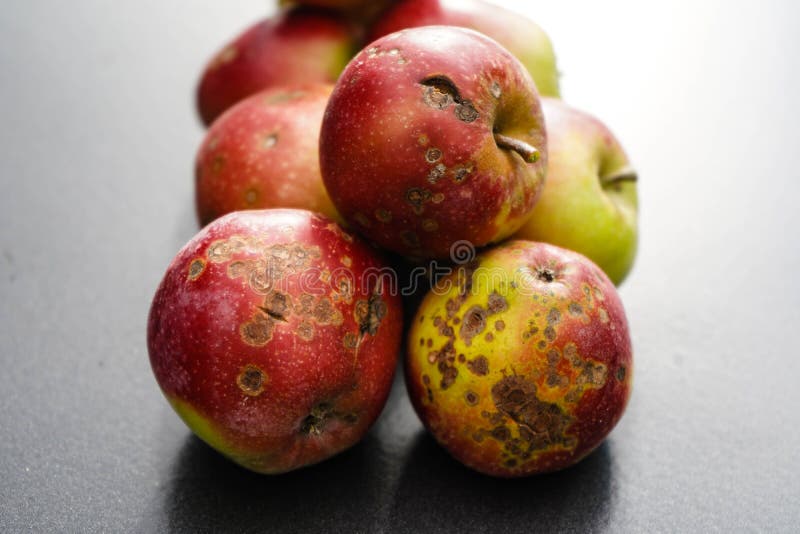 Apple scab disease stock photo. Image of green, infections - 203502734