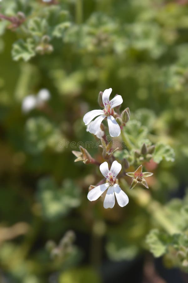 Geranium Apple Blossom Rosebud. Closeup of Blooming Pelargonium Stock ...