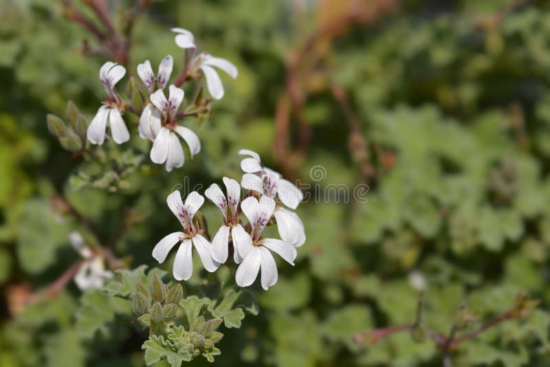 Geranium Apple Blossom Rosebud. Closeup of Blooming Pelargonium Stock ...