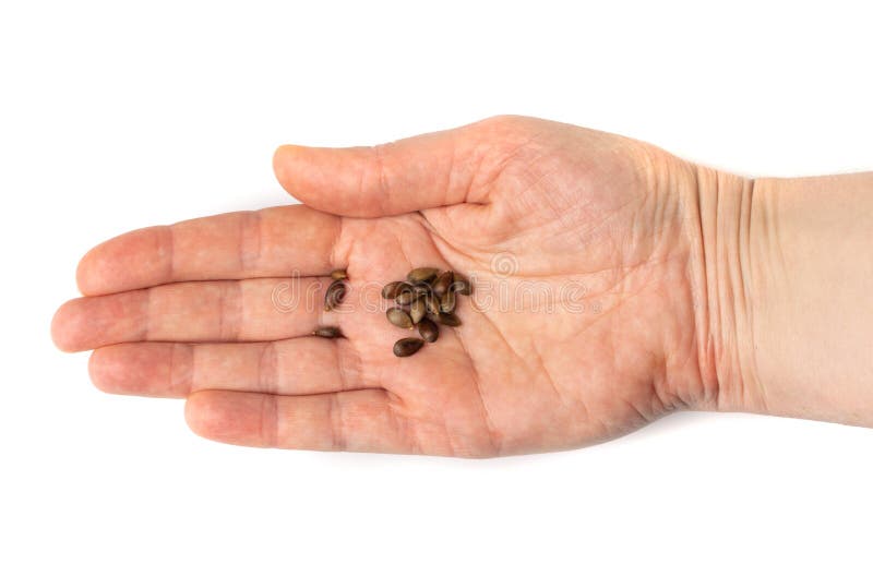 Apple Seed Isolated, Apples Seeds Group on White Background Stock Photo ...