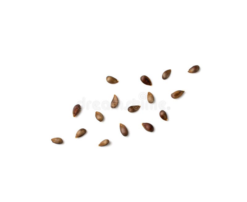 Apple Seed Isolated, Apples Seeds Group on White Background Stock Image ...