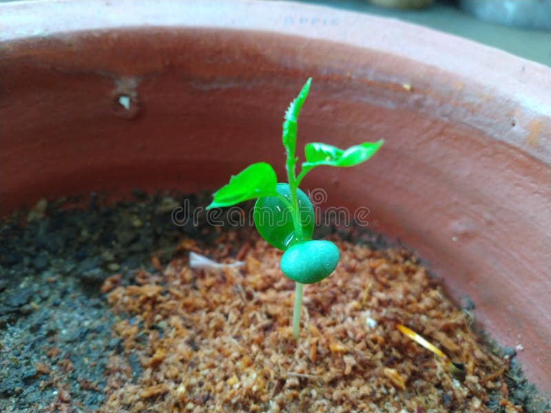 Apple Seed Isolated Macro, Clipping Path, Full Depth of Field Stock ...