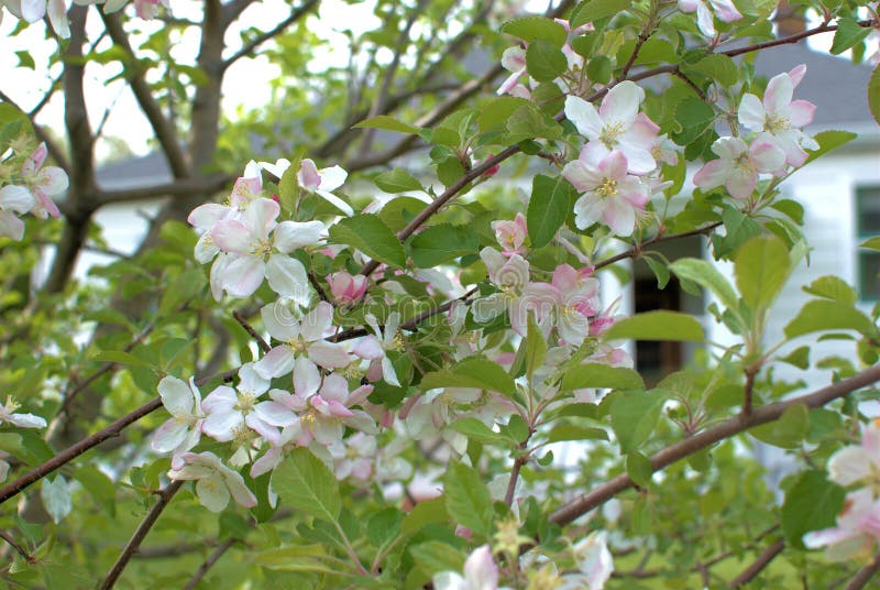10 Year Old Apple Tree Stock Photos - Free & Royalty-Free Stock Photos ...