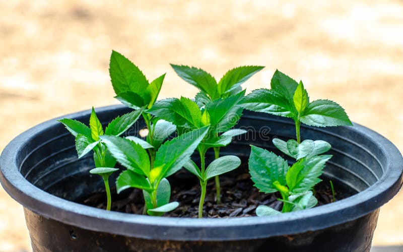 1,456 Apple Seedling Stock Photos - Free & Royalty-Free Stock Photos ...