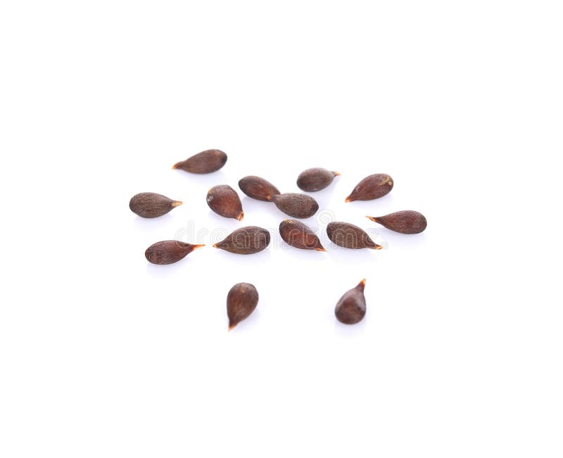Apple Seeds on White Background. Stock Image - Image of textured ...