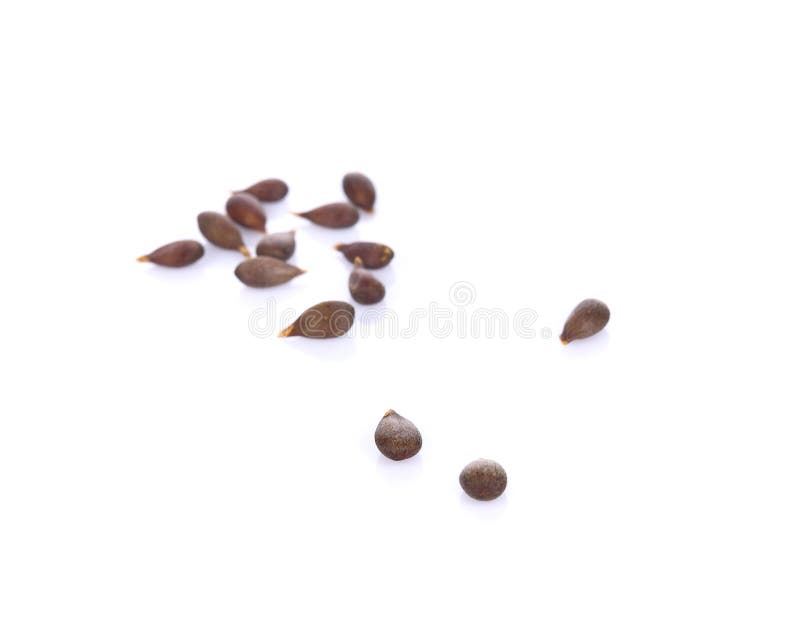 Apple Seeds on White Background. Stock Image - Image of gourmet, seed ...