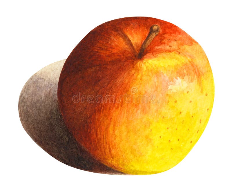 Apple with Shadow in Watercolor Stock Vector - Illustration of round ...