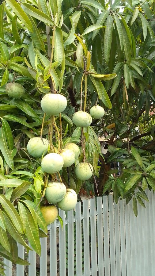 Apple shaped mango stock photo. Image of mango, agriculture - 266279540