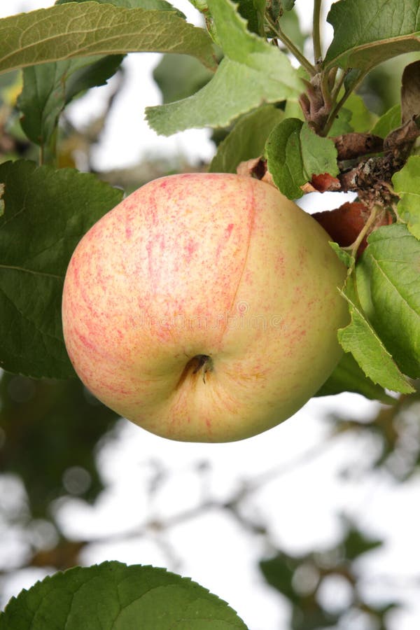 Apple stock image. Image of single, fruit, apple, agriculture - 32932821
