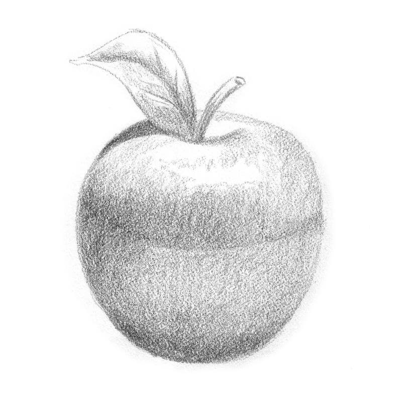 Apple Sketch stock illustration. Image of fruit, sketch - 6509966