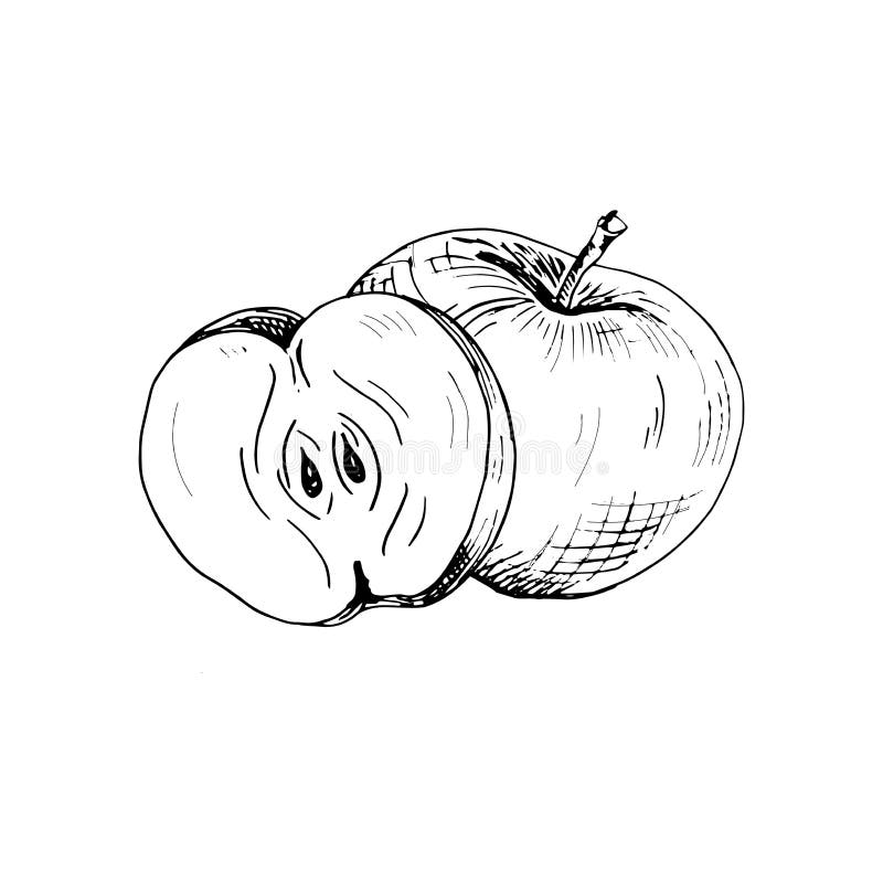 Apple Sketch. Hand Drawn Apple. Vector Illustration, Isolated on White ...