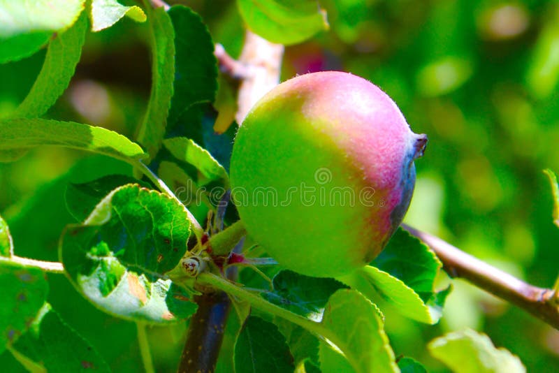 Apple stock photo. Image of bright, small, fruit, peach - 95669504
