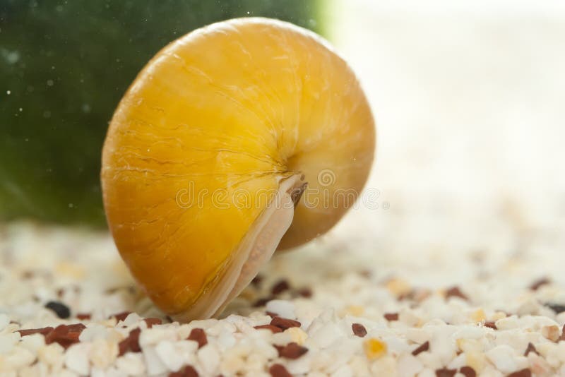 Apple snail stock photo. Image of creepiness, home, ampullariidae ...