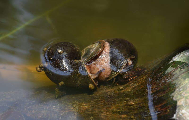 Golden Apple Snail are Breeding in the Swamps . Stock Image - Image of ...