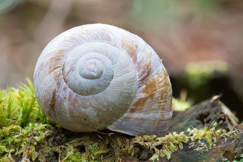 Apple Snail on Moss stock photo. Image of brown, gastropod - 126307096
