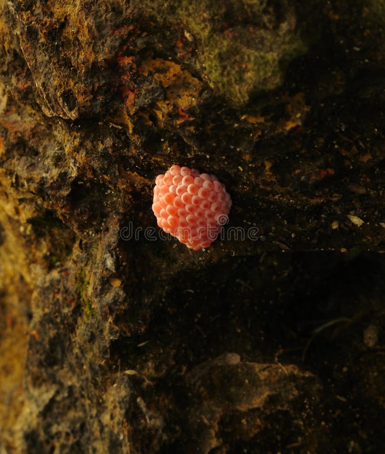 Apple Snail s eggs stock photo. Image of geologic, stone - 17957582