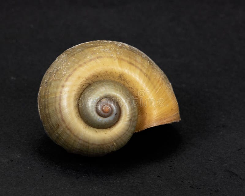 Apple Snail Shell Against a Black Background Stock Image - Image of ...
