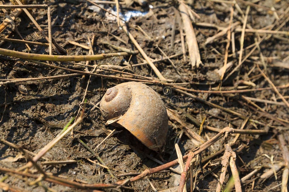 Apple snail shell stock image. Image of food, snail, animal - 49158121
