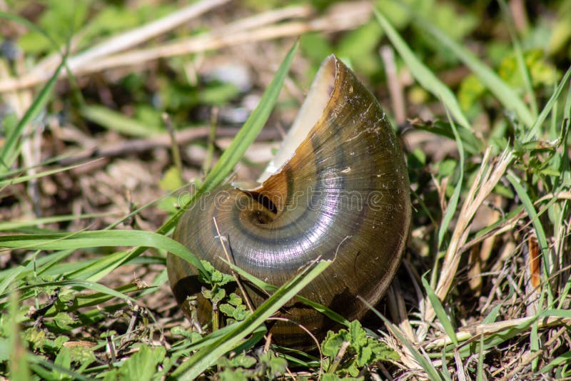 Apple snail shell stock photo. Image of animal, outdoors - 133061110