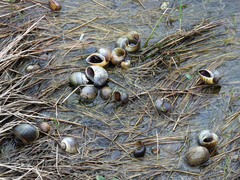 Apple Snail Shells stock image. Image of snail, apple - 95111419