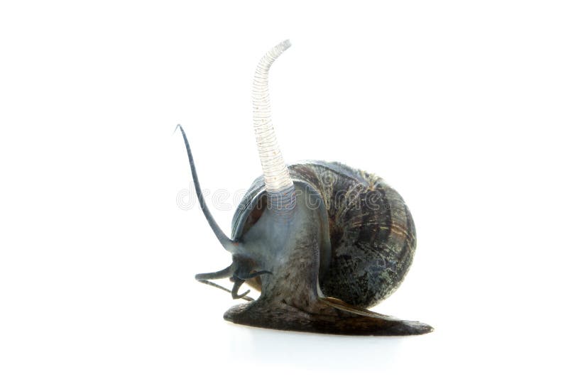 Pomacea Diffusa Stock Photos - Free & Royalty-Free Stock Photos from ...