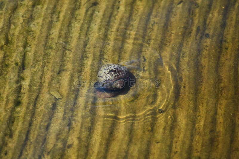 Apple Snail Shells in the Florida Marsh Stock Photo - Image of food ...