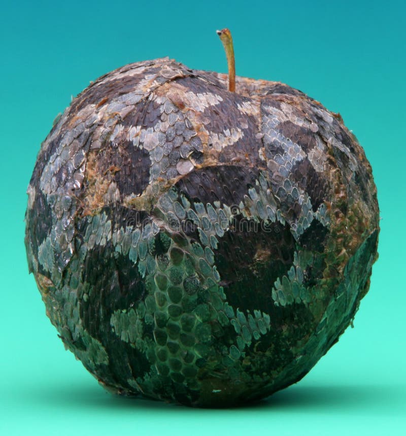 Apple in snakeskin stock image. Image of conscious, nature - 33386923