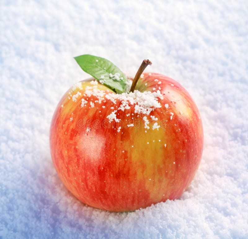 Apple Lay On Snow At Day Light Stock Image - Image of orchard, nature ...