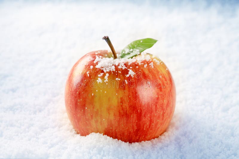 Apple in snow stock photo. Image of ripe, snow, organic - 16649204