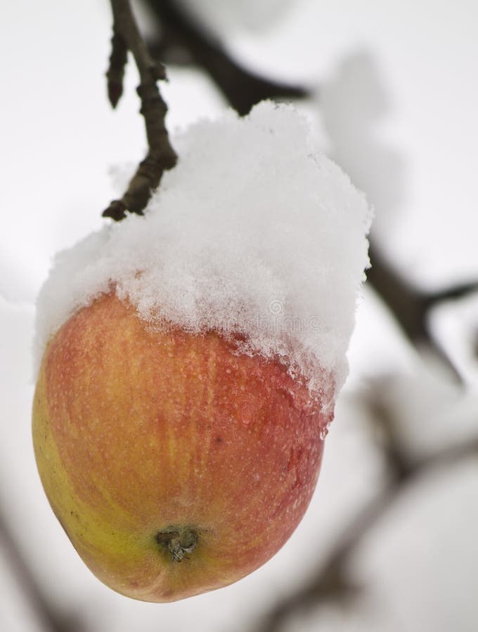 Apple and snow stock photo. Image of plant, apple, natural - 29488982