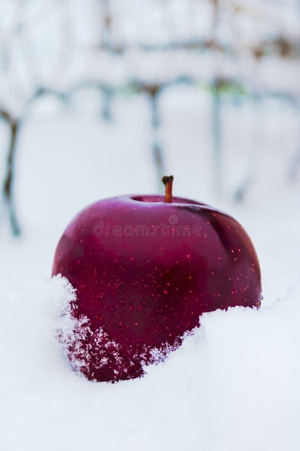 Apple in the snow stock image. Image of emerged, juicy - 98745809