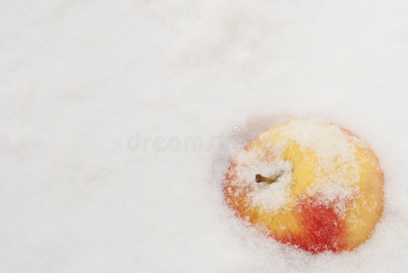 Apple on snow stock image. Image of december, outdoor - 65512547