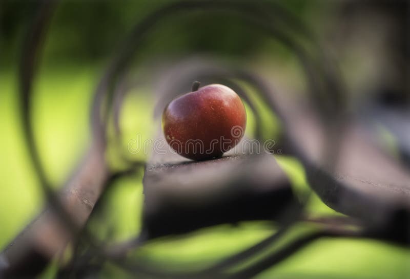 Red apple on the bench stock image. Image of colourful - 235500009