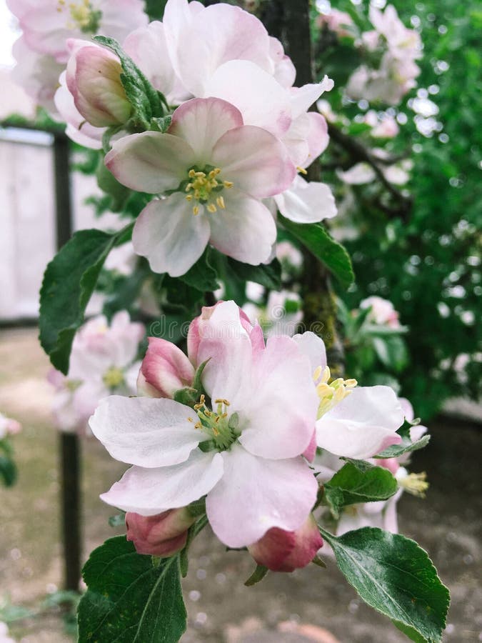 Very Beautiful Spring Blossom Stock Image - Image of spring, blossom ...