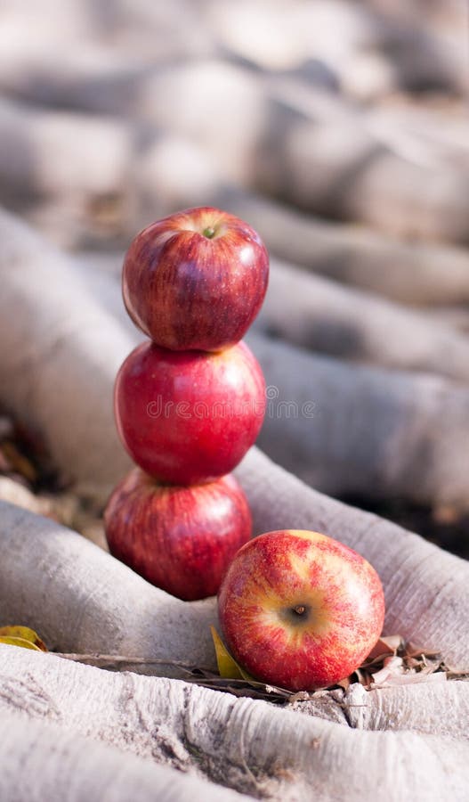 Apple stack stock photo. Image of organic, tree, diet - 73157436