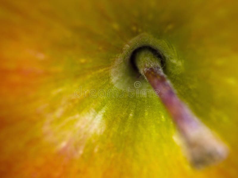Apple and Stem stock image. Image of produce, abstract - 12270269
