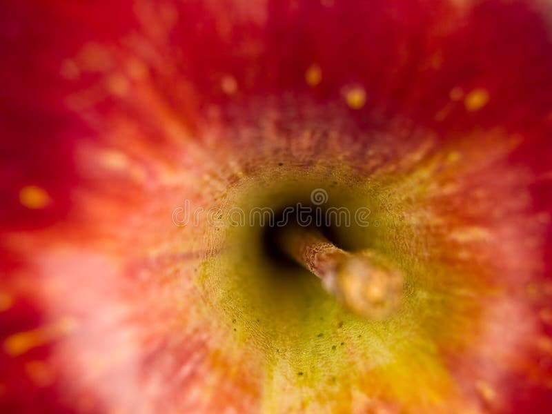 Apple and Stem stock image. Image of fruit, abstract - 12270273