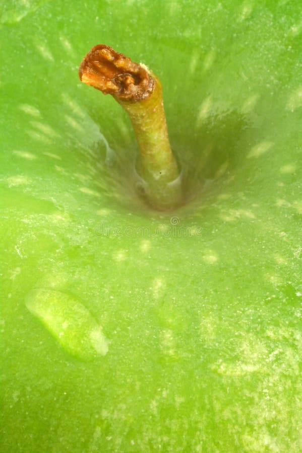 Apple Stem stock image. Image of produce, juicy, fruit - 227307