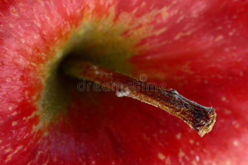 Apple stem stock photo. Image of bursting, diet, dessert - 693358