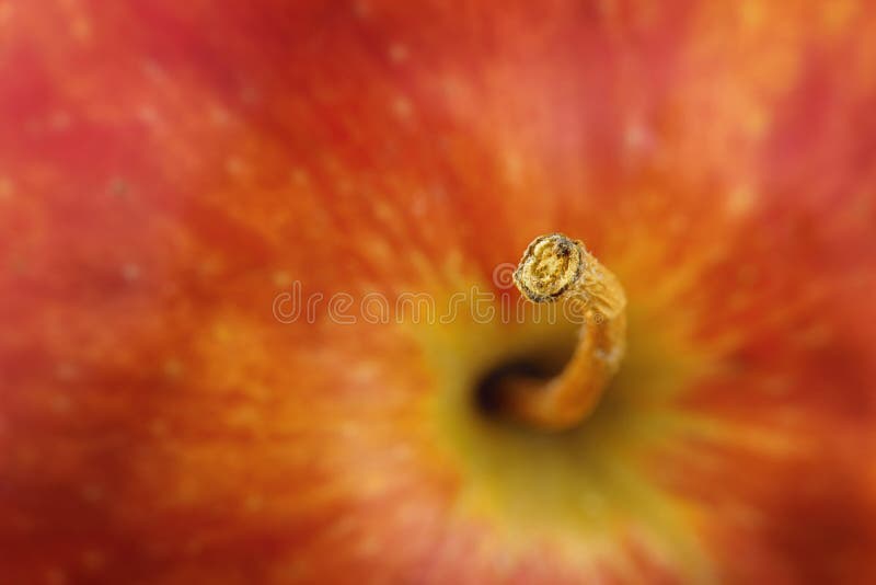 Apple stem macro stock image. Image of organic, apple - 108379967