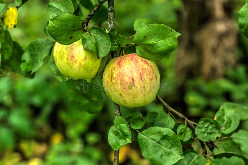 Apple. Summer garden stock image. Image of eating, organic - 93529419