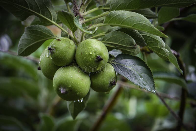 An Apple is a Sweet, Edible Fruit Produced by an Apple Tree Malus ...