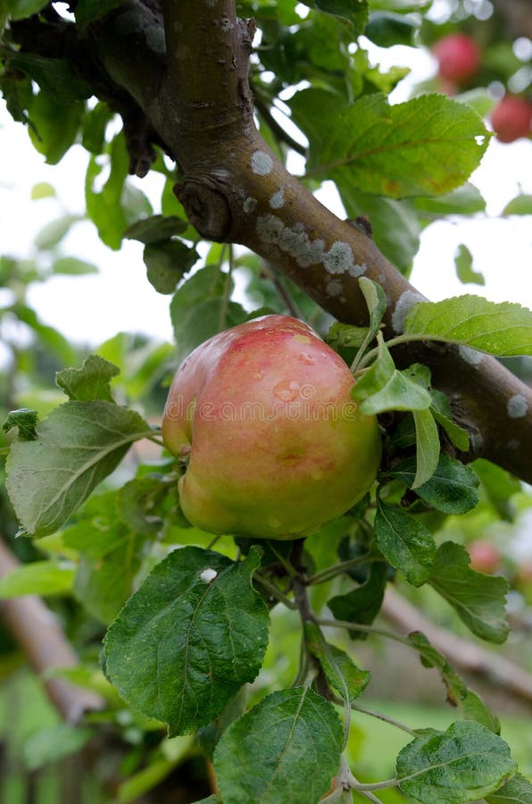 Apple three stock image. Image of organic, agriculture - 75671407