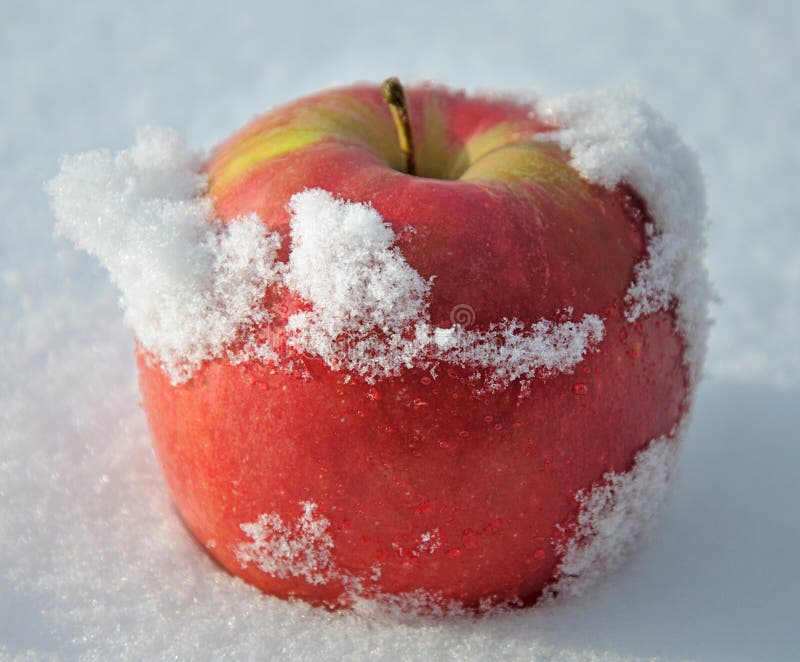 Apple in to snow stock photo. Image of holiday, vegetarian - 24022218
