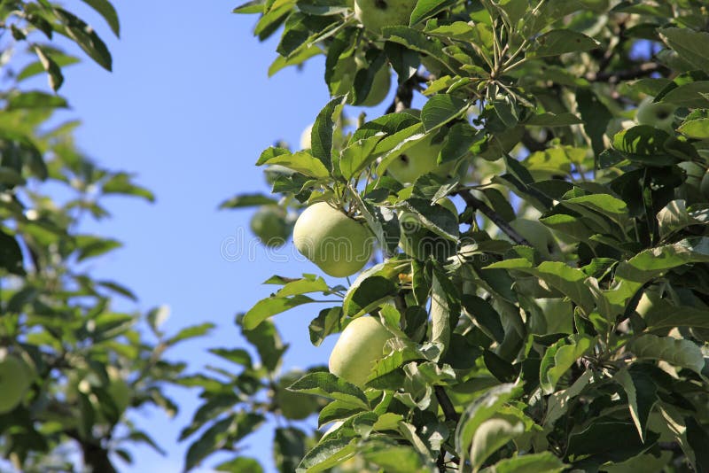 Tree Apple stock photo. Image of dummy, three, gree, studio - 711772