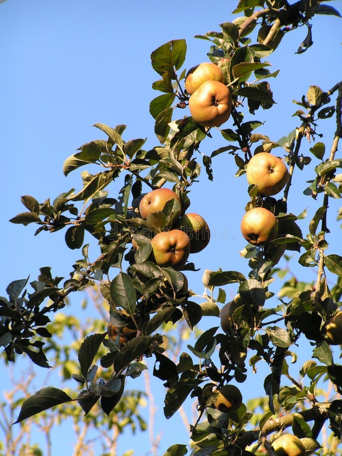 Apple tree stock image. Image of harvest, fruit, fall - 10626999