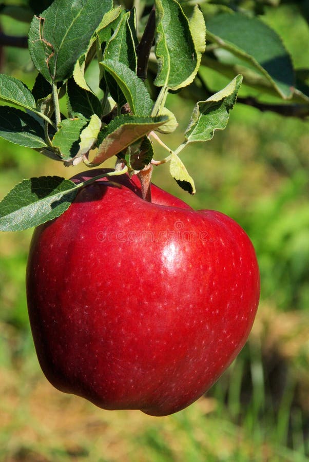 Apple on Tree stock image. Image of branch, trees, fruit - 20529331