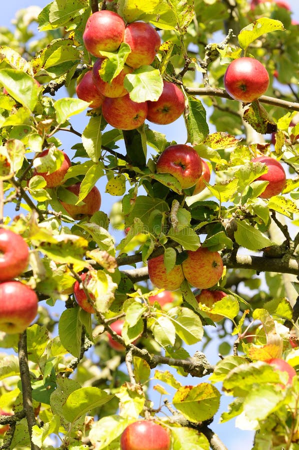 Apple tree stock photo. Image of health, healthy, fruit - 11662334