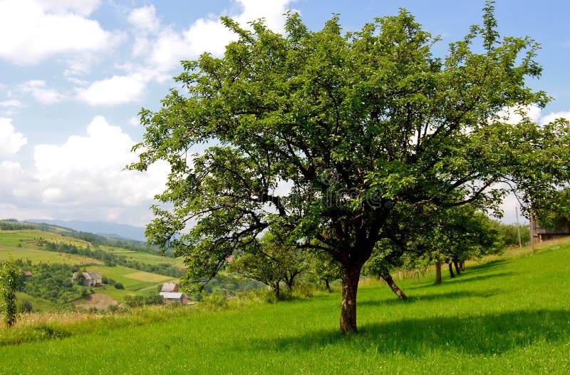 Green apple tree stock image. Image of peaceful, lone - 10069837