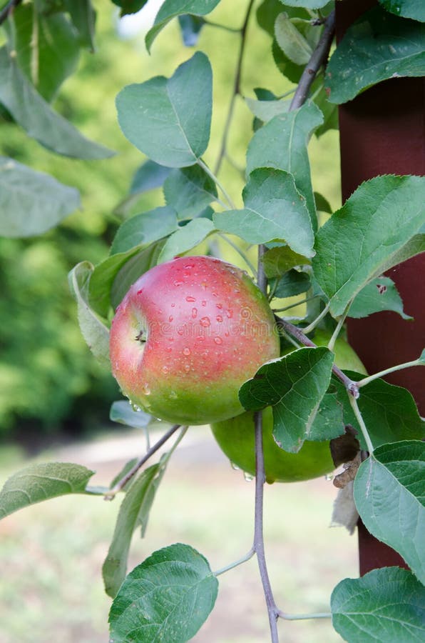 Red Apple on tree stock photo. Image of fresh, fruit - 127413250